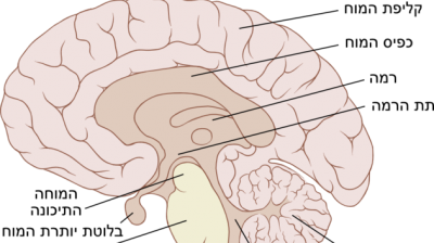 Hebrew on Your Mind? The Role of the Root in Reading and Understanding ...